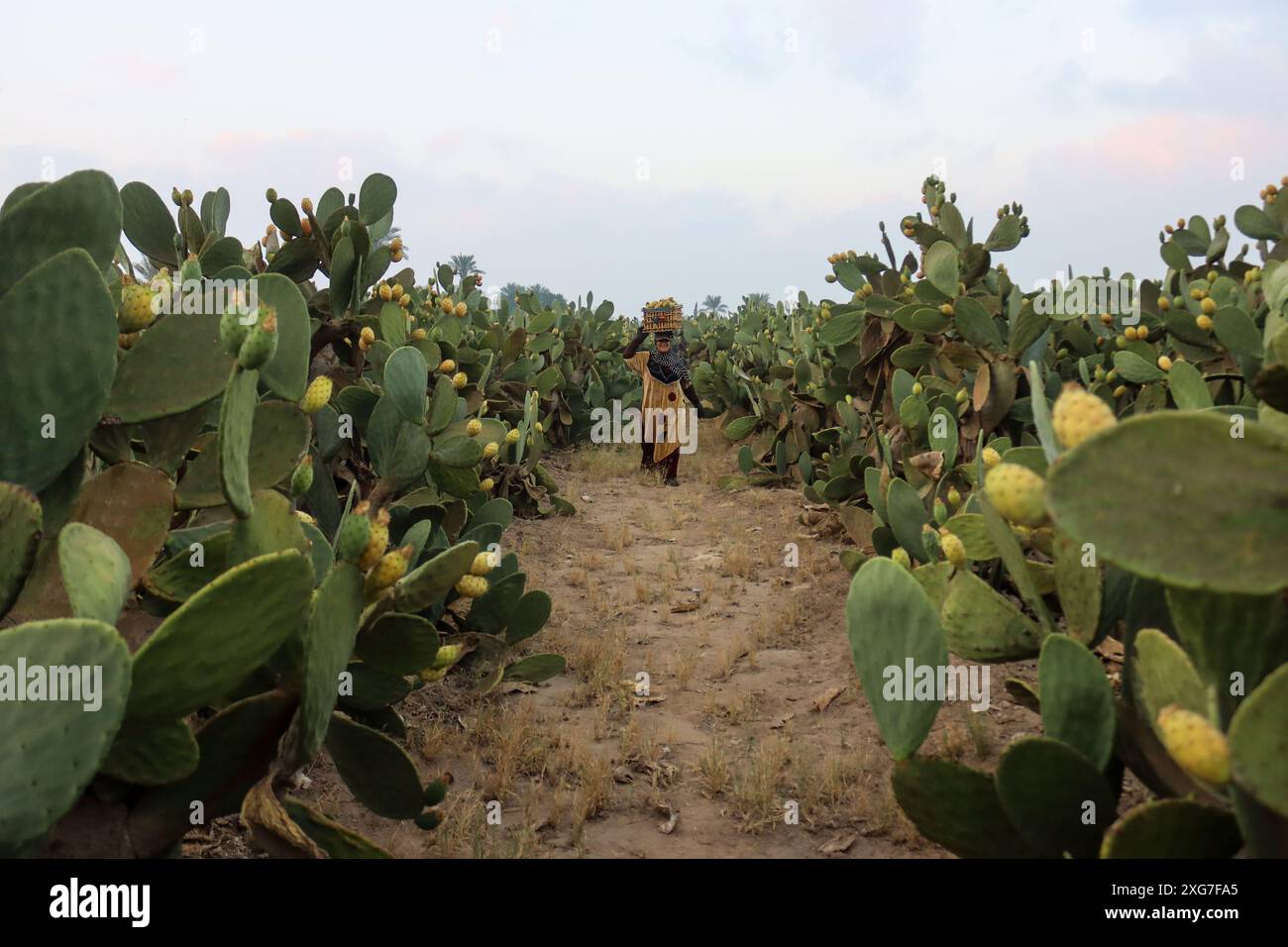 Qalyubia, Egypt. 07th July, 2024. Egyptian farmers are harvesting ...