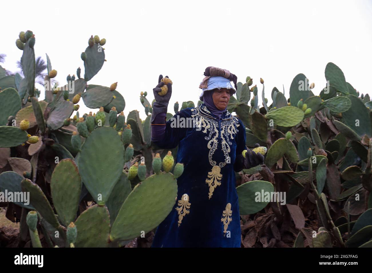 Qalyubia, Egypt. 07th July, 2024. Egyptian farmers are harvesting ...