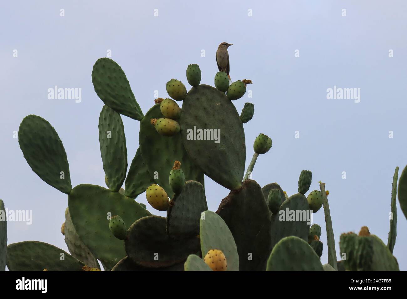 Qalyubia, Egypt. 07th July, 2024. Egyptian farmers are harvesting ...