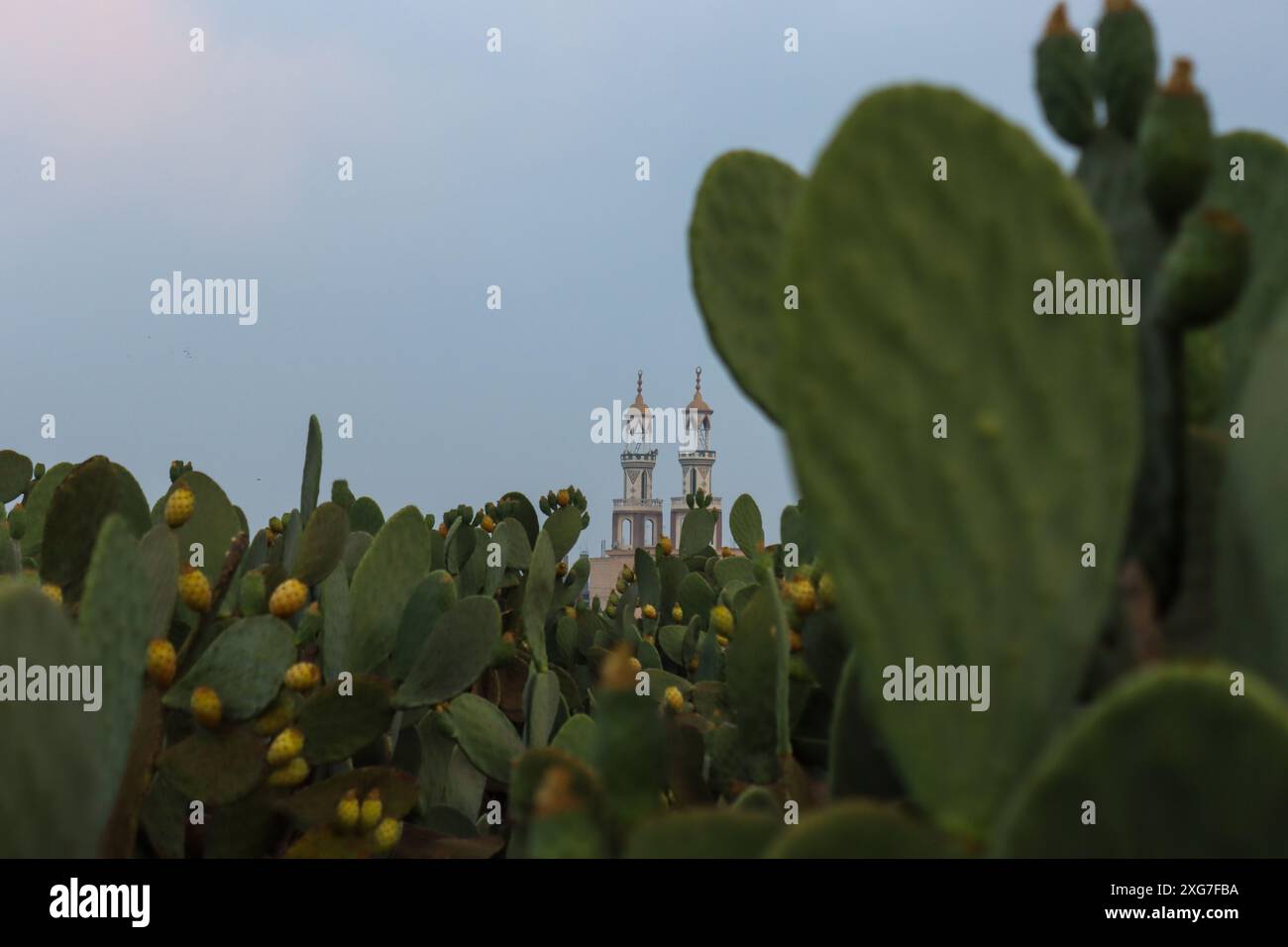 Qalyubia, Egypt. 07th July, 2024. Egyptian farmers are harvesting ...