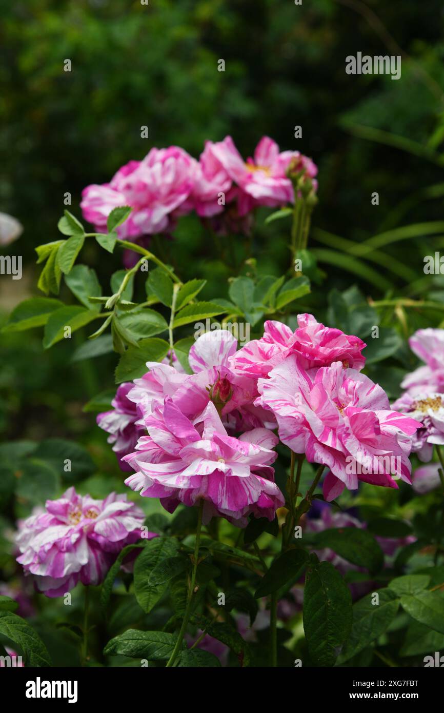 Rose Raspberry Ripple Stock Photo - Alamy