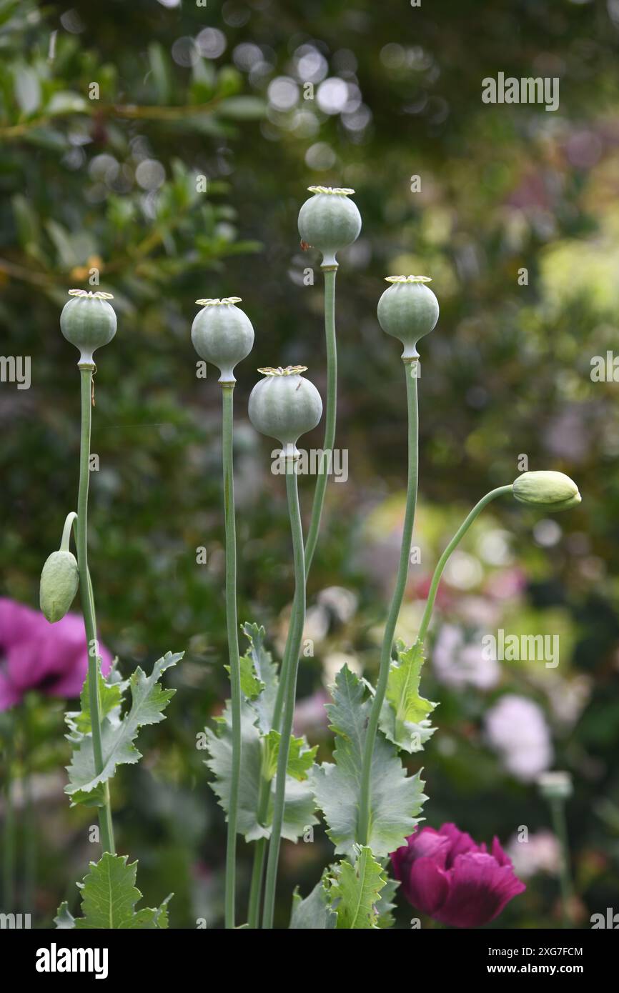 Poppy seed heads Stock Photo - Alamy