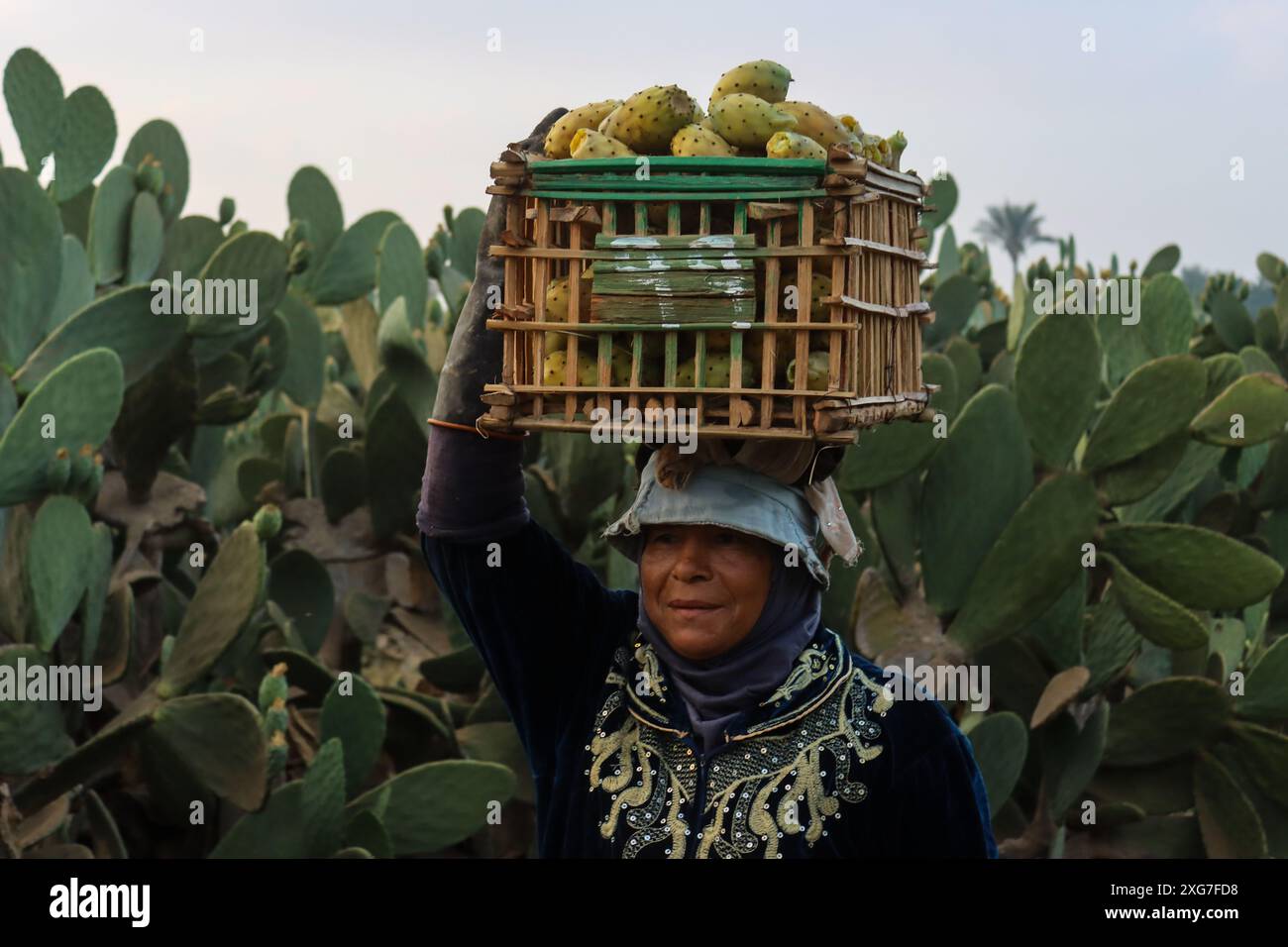 Qalyubia, Egypt. 07th July, 2024. Egyptian farmers are harvesting ...