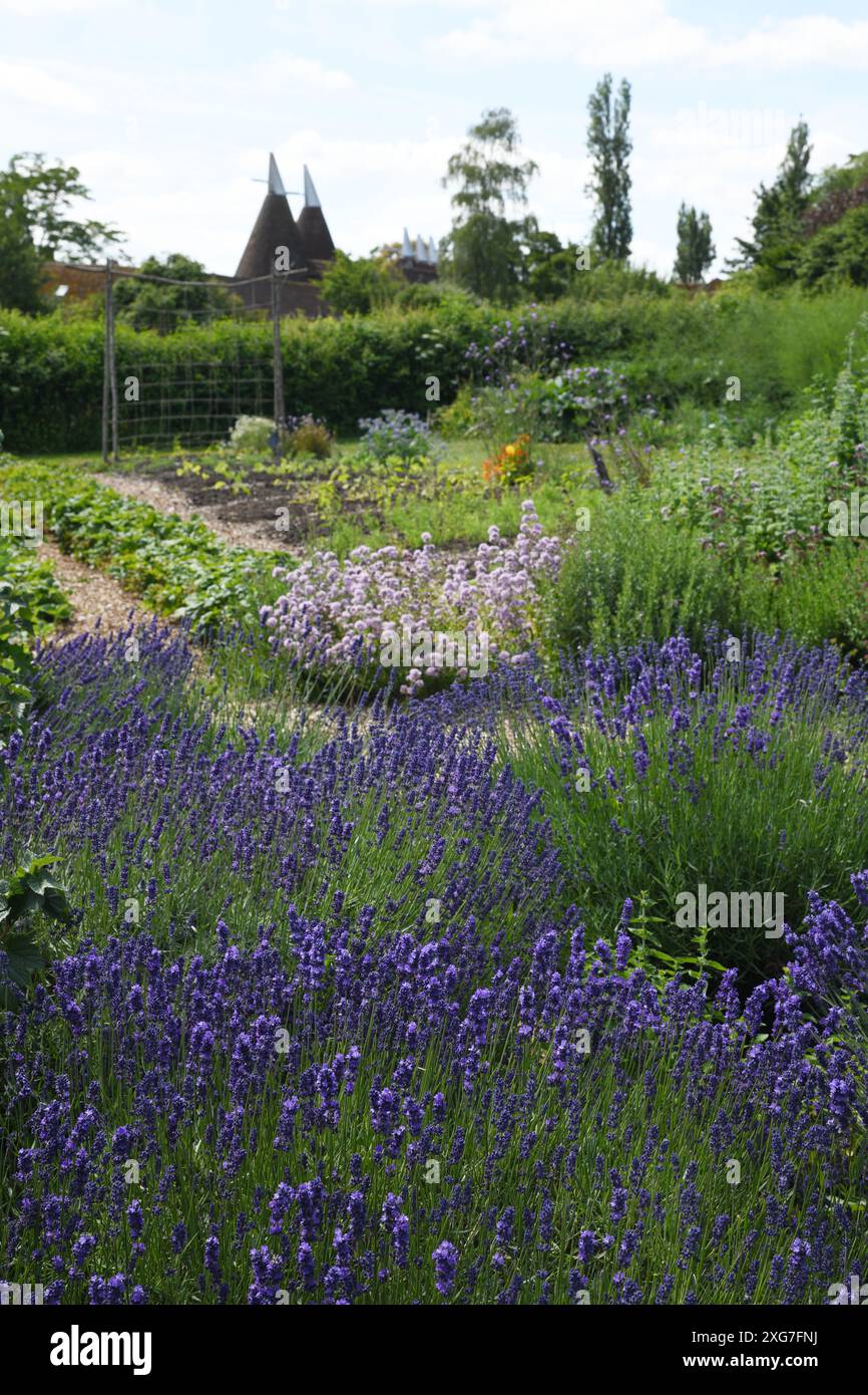 Planning a veg patch hi-res stock photography and images - Alamy