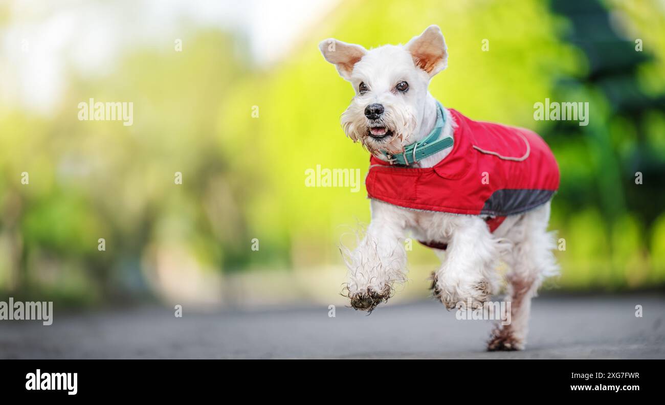 Miniature schnauzer dog running outside hi-res stock photography and ...