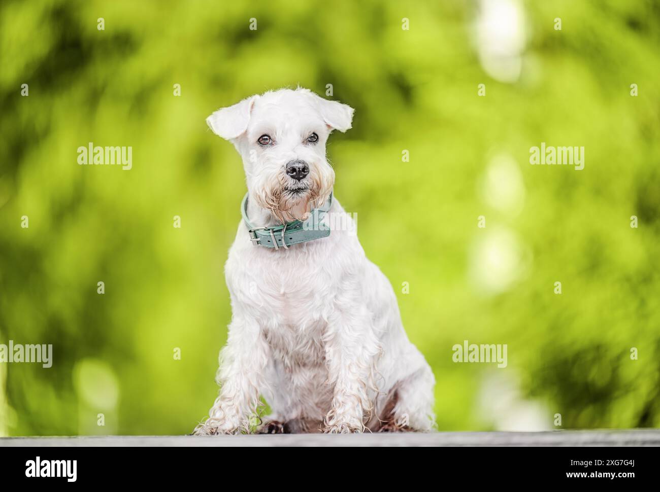 Miniature Schnauzer dog sitting in the park Stock Photo - Alamy