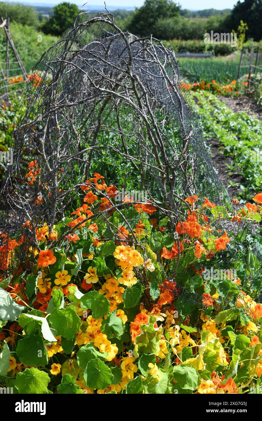 Crowded veg patch hi-res stock photography and images - Alamy