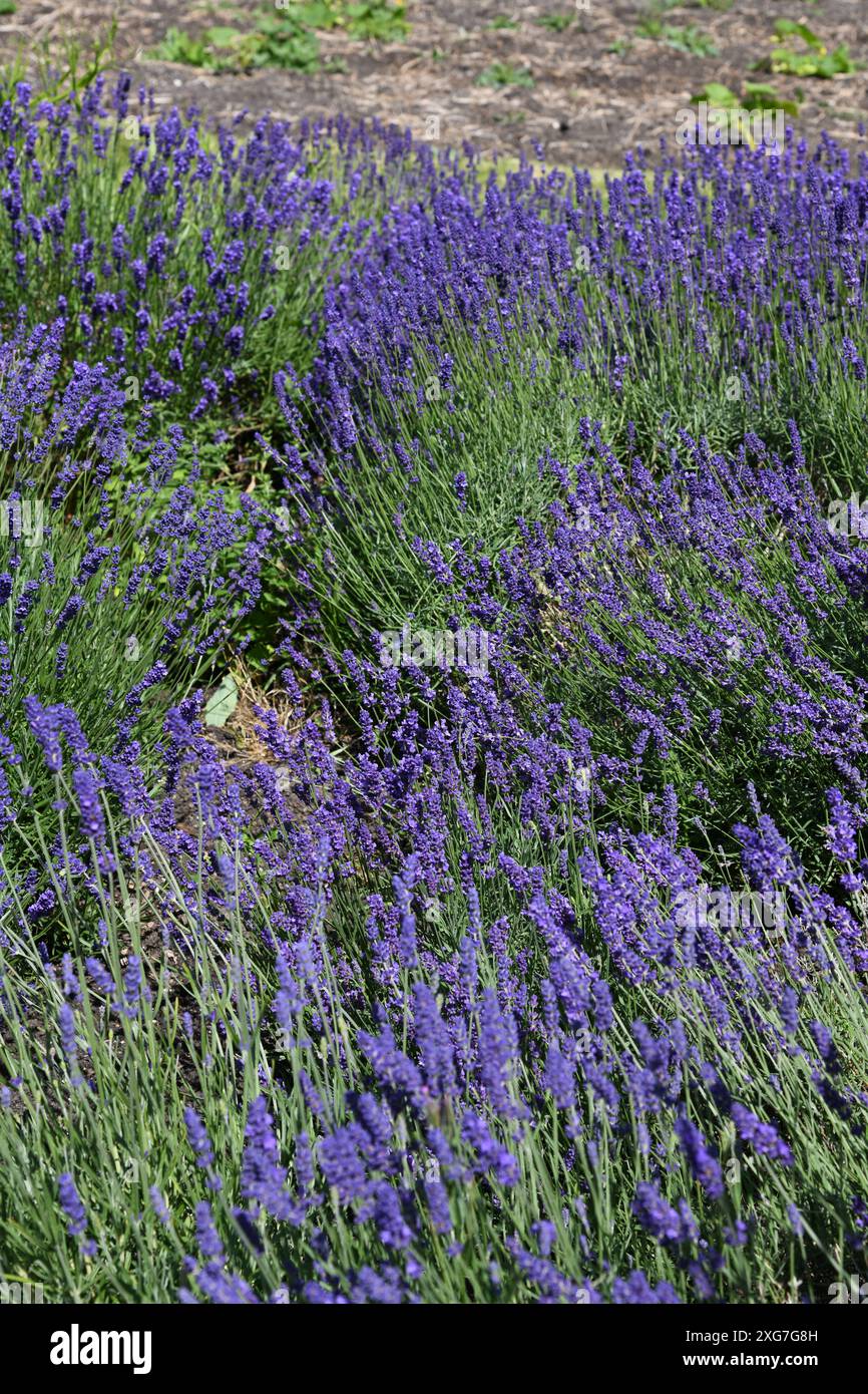 Planning the veg patch hi-res stock photography and images - Alamy