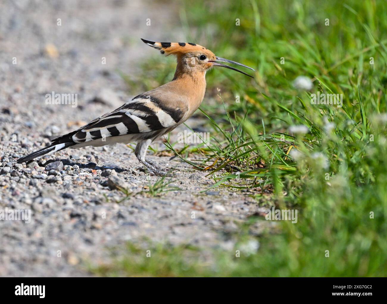 Sieversdorf, Germany. 06th July, 2024. A hoopoe (Upupa epops) is out ...