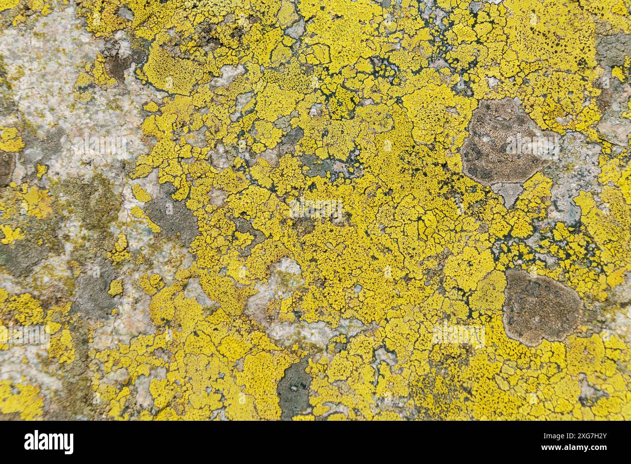 Candelariella vitellina. Yellow crustose areolate lichen on a stone ...