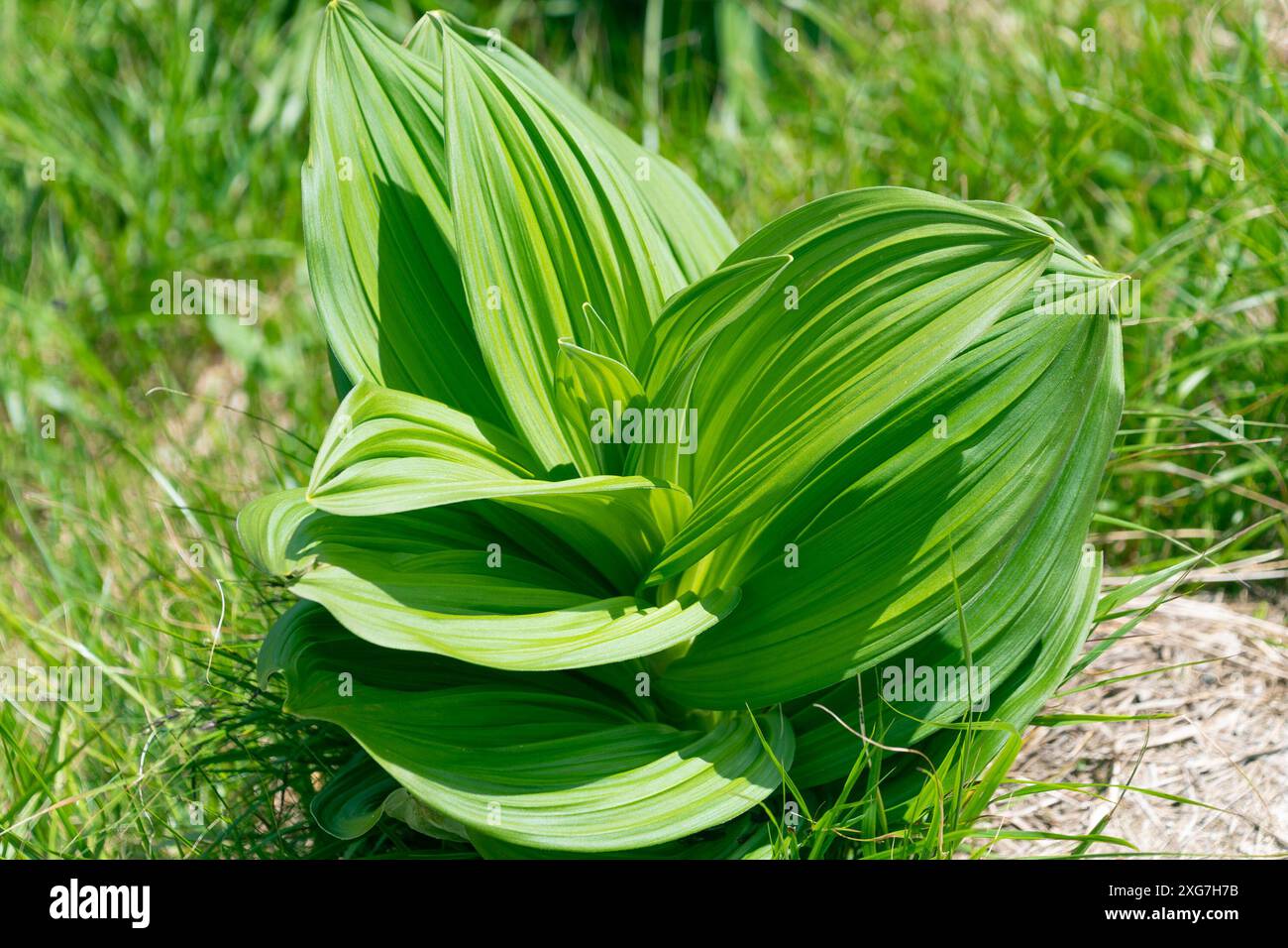 Beautiful green leaves of Veratrum album. Plants in the Tatra Mountains ...