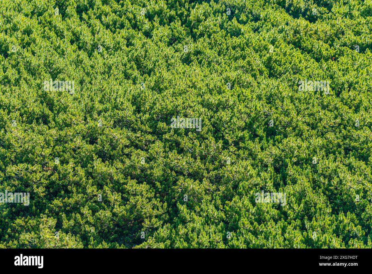 Green coniferous background. Pinus pumila, the Siberian dwarf pine ...