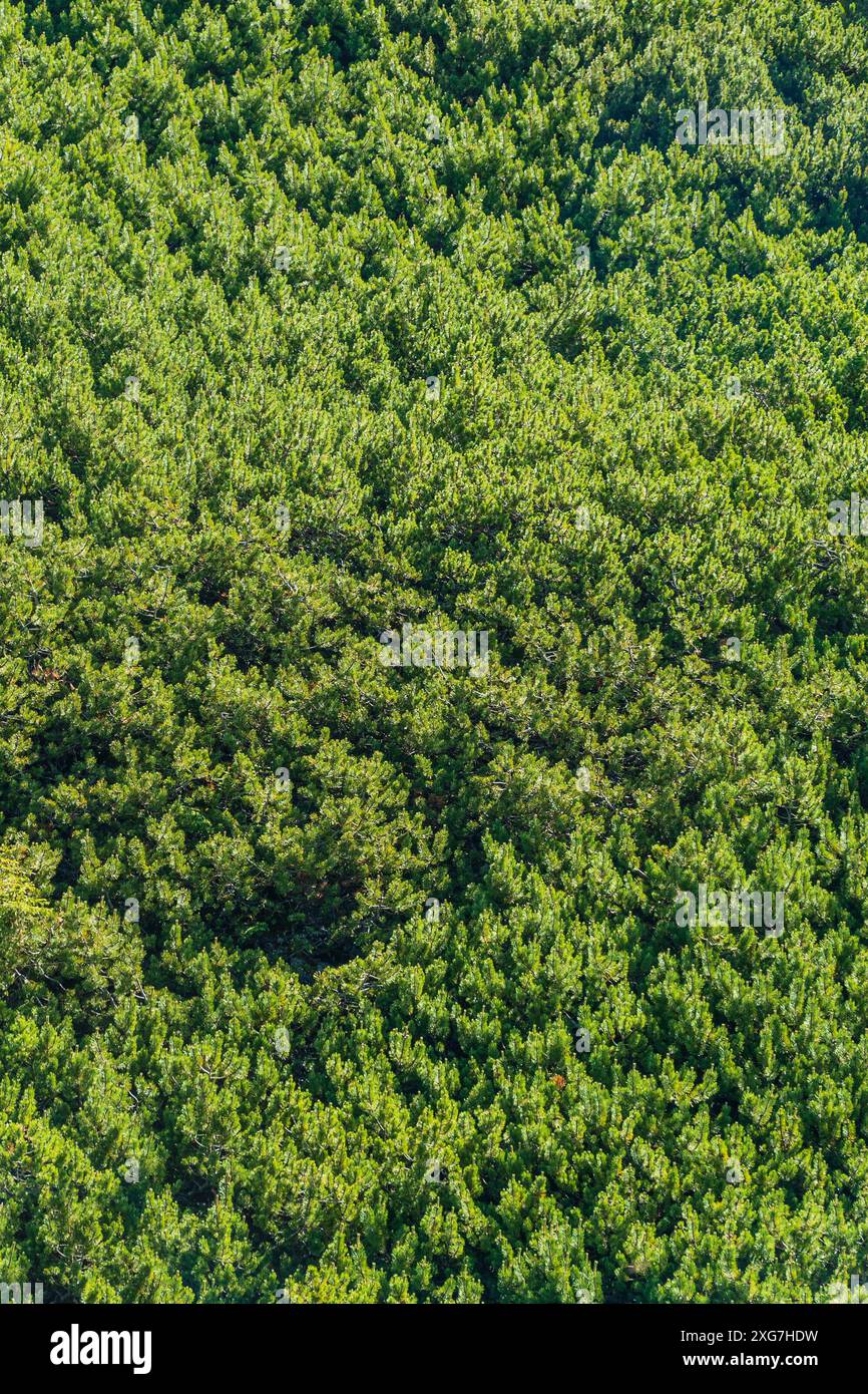 Green coniferous background. Pinus pumila, the Siberian dwarf pine ...