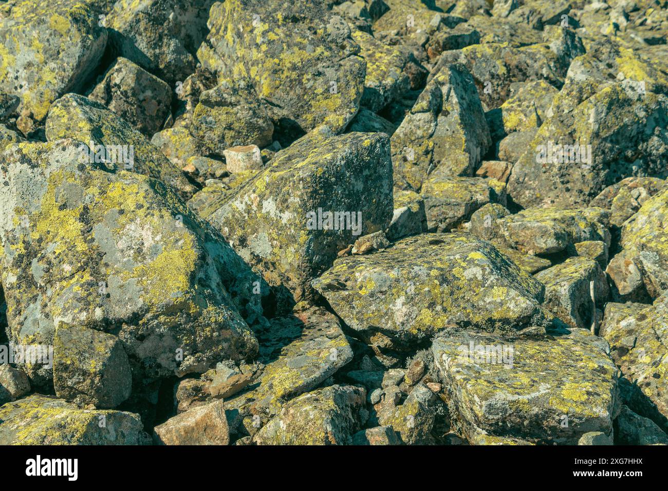 Candelariella vitellina. Yellow crustose areolate lichen on a stone ...