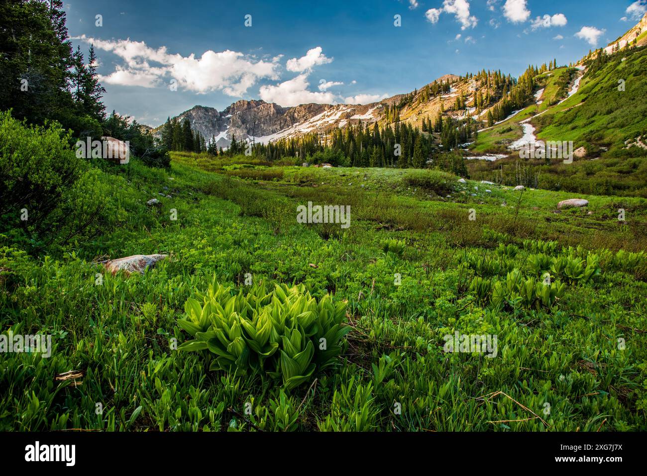 Beautiful Albion Basin in Little Cottonwood Canyon, Utah, USA. During ...