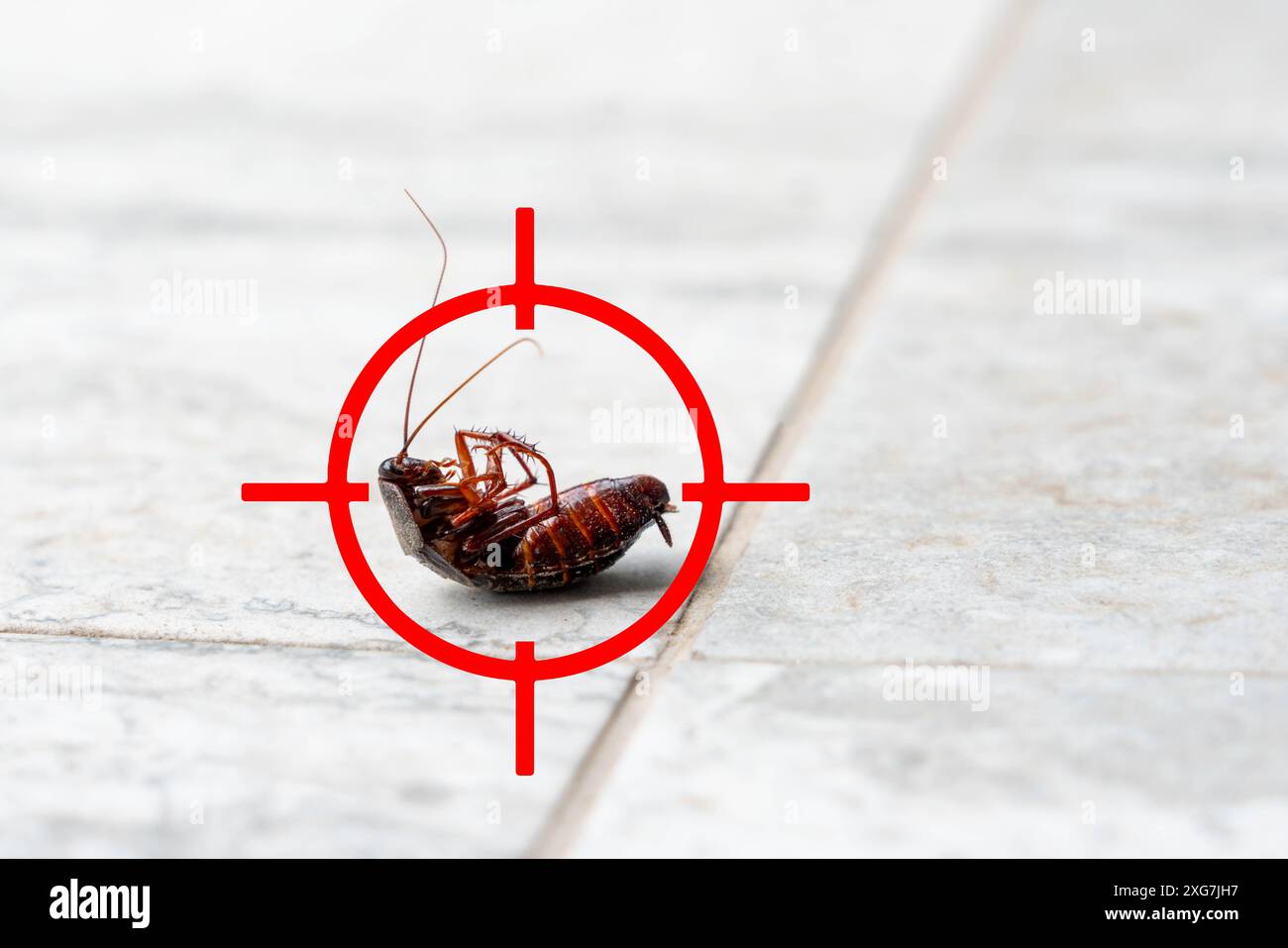 Red gun target aiming on dead cockroach upside down on the floor. Pest ...