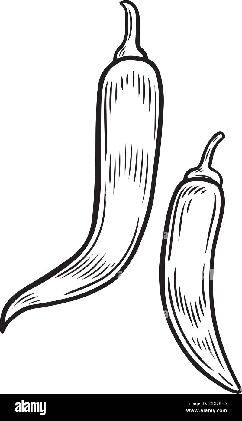 Chili pepper line drawing vector illustration Stock Vector Image & Art ...