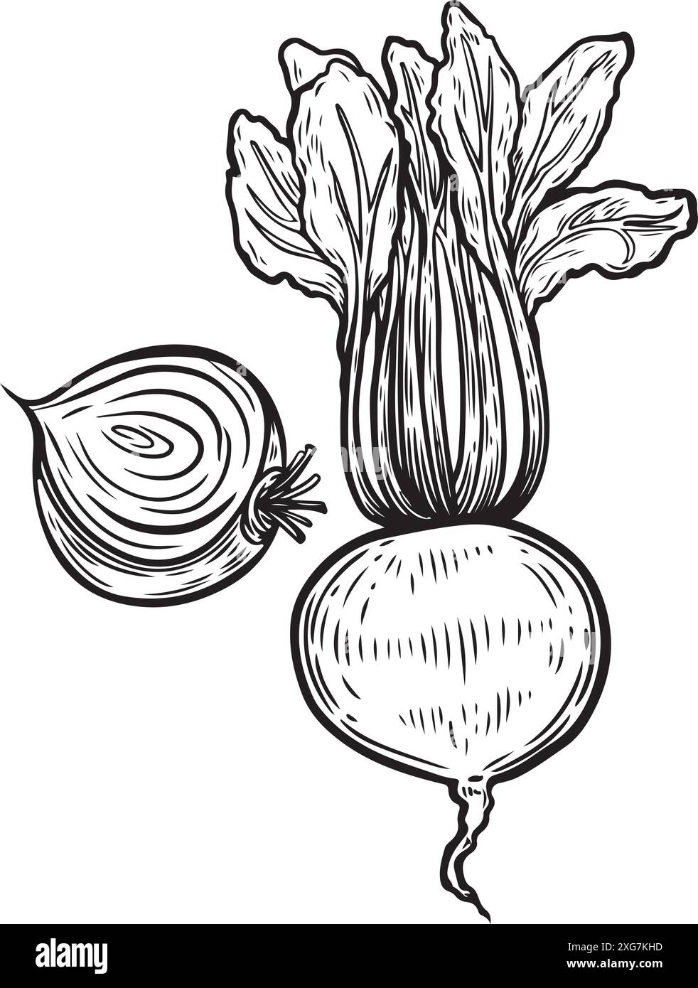 Beetroot engraving vector illustration isolated on white background ...