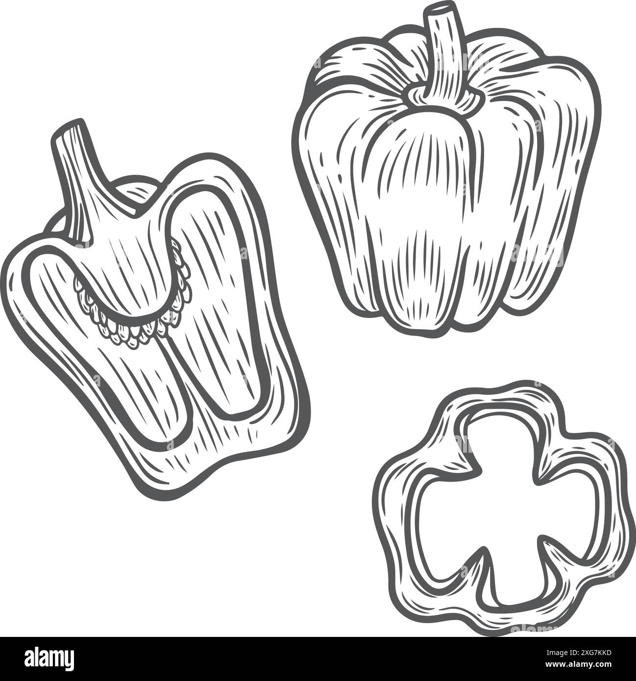 Bell pepper line drawing vector illustration Stock Vector Image & Art ...
