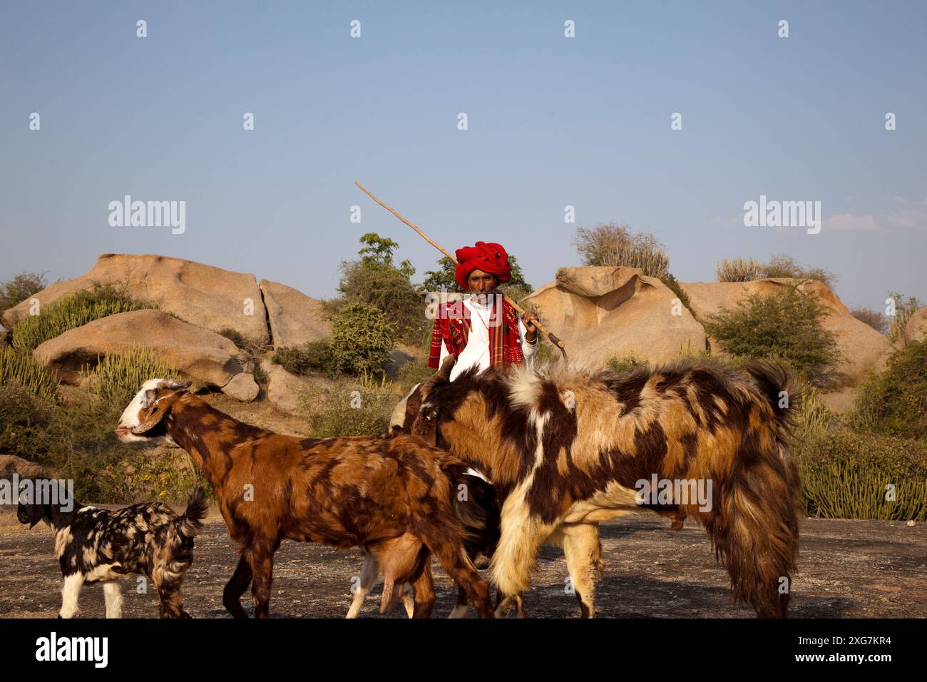 Rabari goat herder, Jawai, near Bera, Rajasthan, India Stock Photo - Alamy