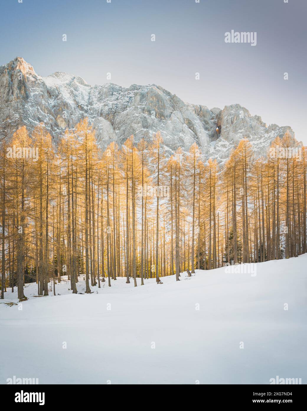 Lemon trees snow hi-res stock photography and images - Alamy