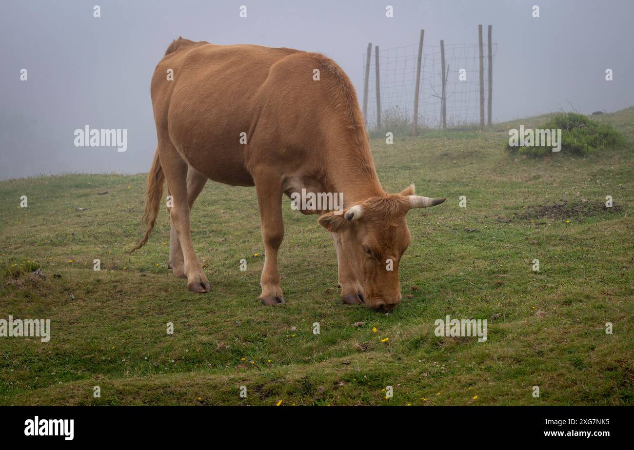 Horned cow grazing on misty hillside Stock Photo - Alamy