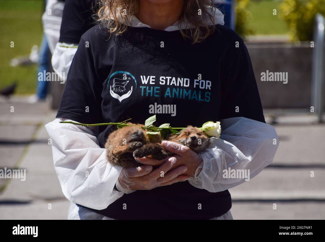 July 7, 2024, London, England, UK: An activist holds a dead fox. Animal ...
