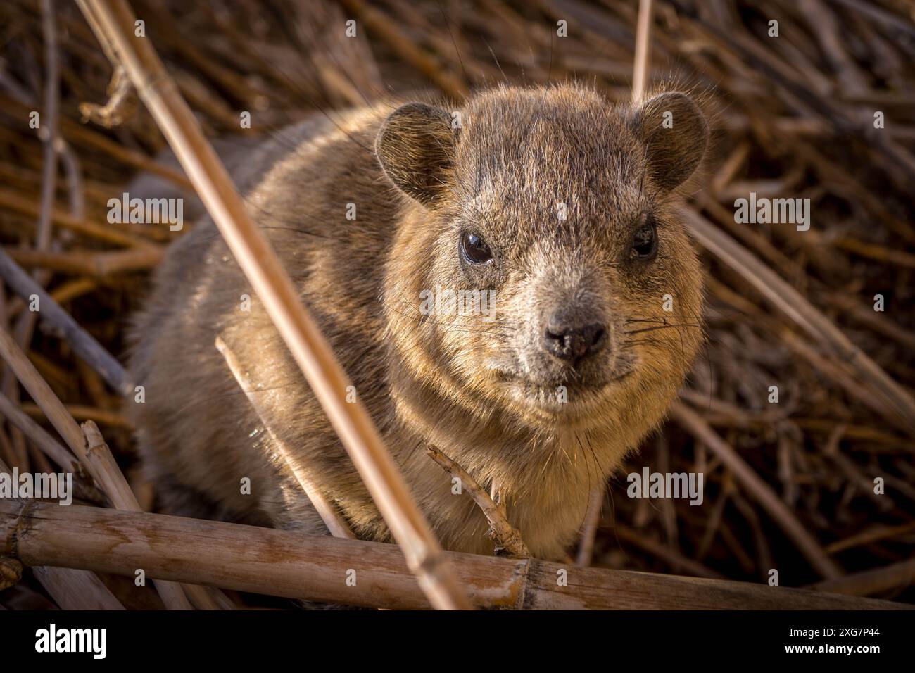 The rock hyrax, a Middle Eastern rodent, in the dry bushes of Israeli ...