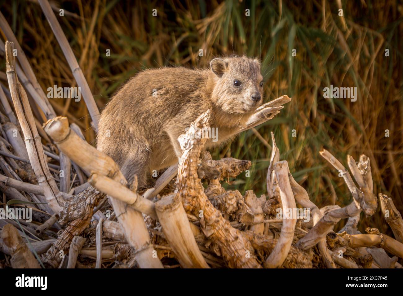 The rock hyrax, a Middle Eastern rodent, in the dry bushes of Israeli ...