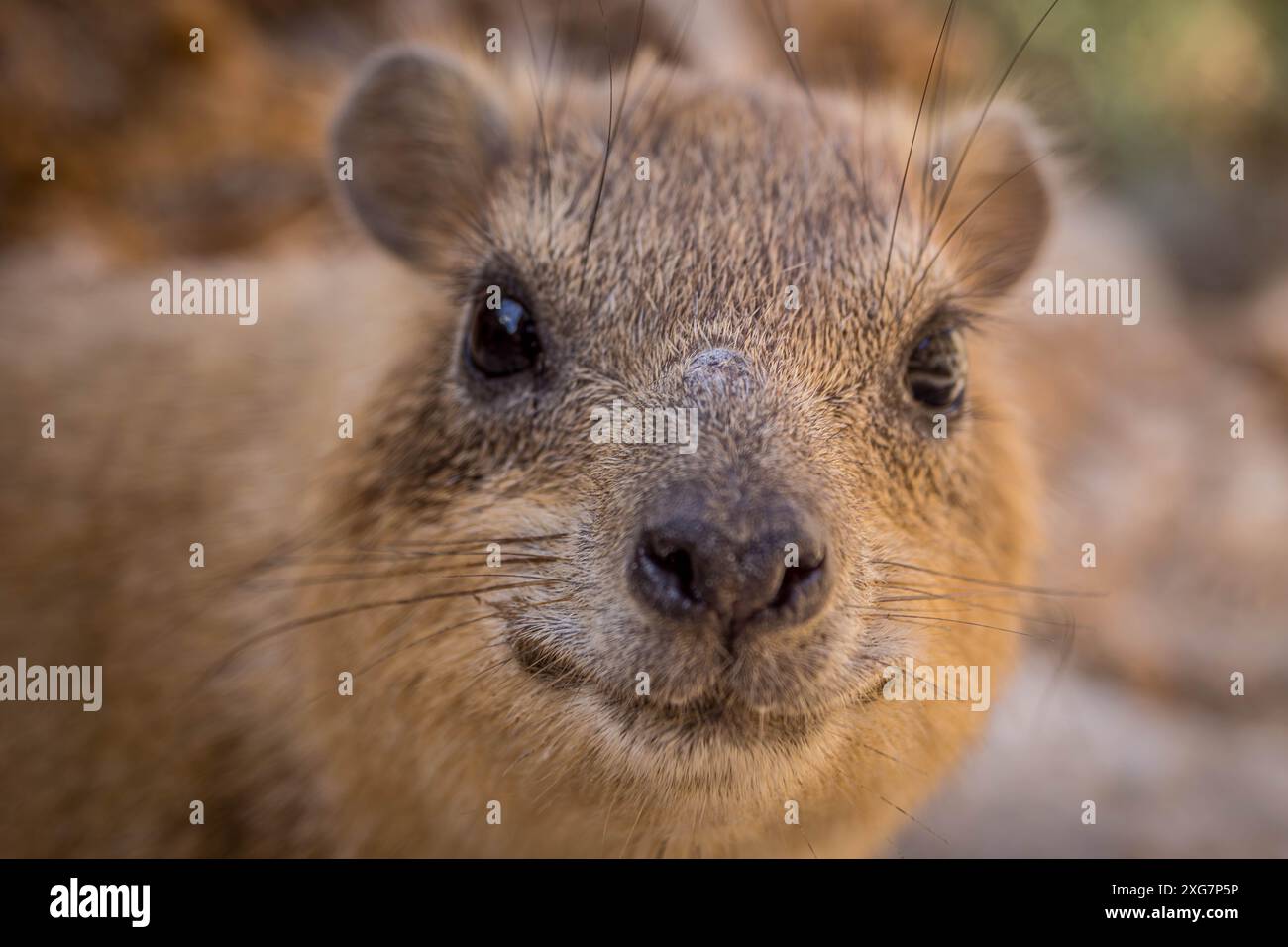 Closeup nature israel furry hi-res stock photography and images - Alamy