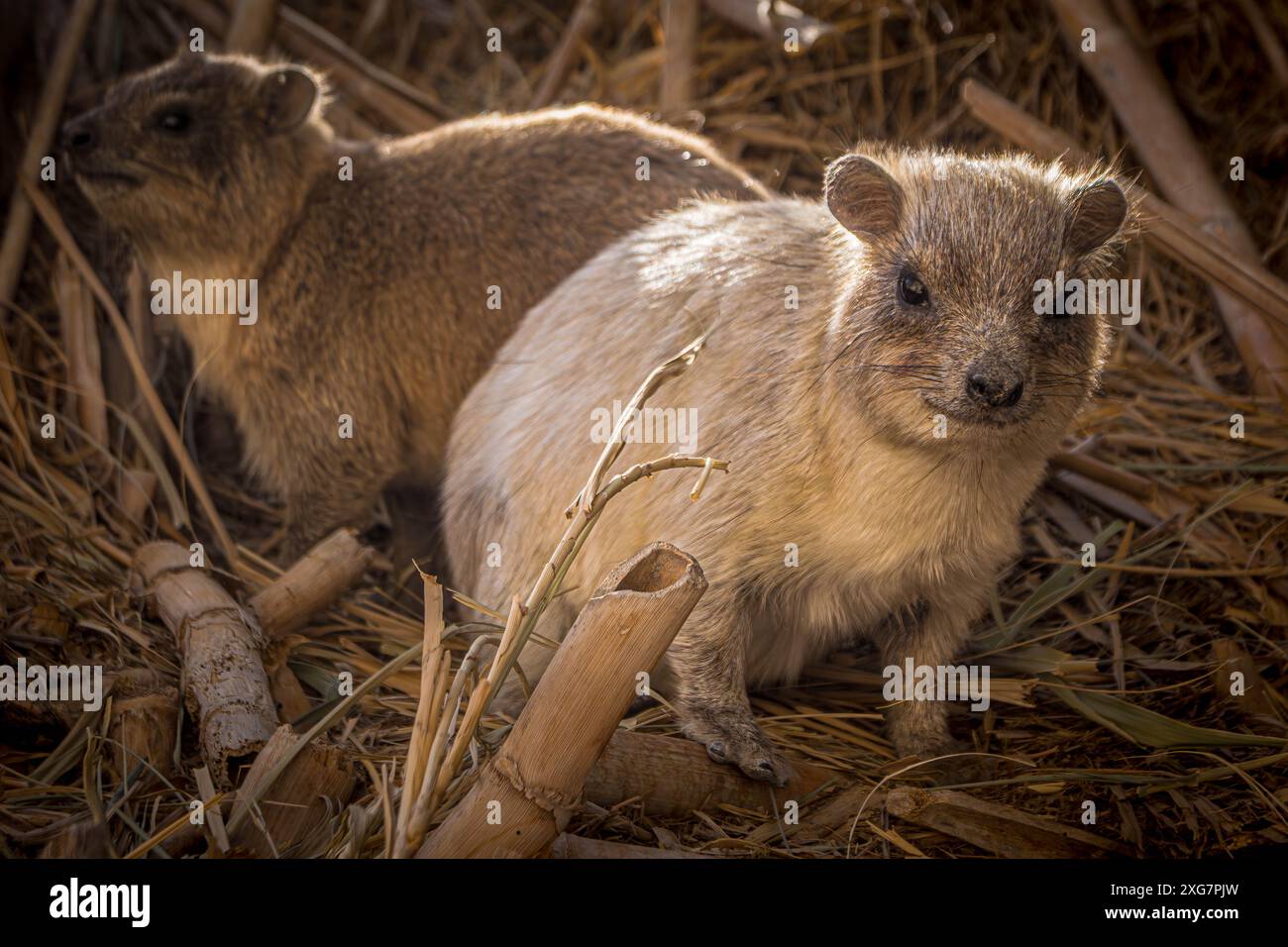 Closeup nature israel furry hi-res stock photography and images - Alamy
