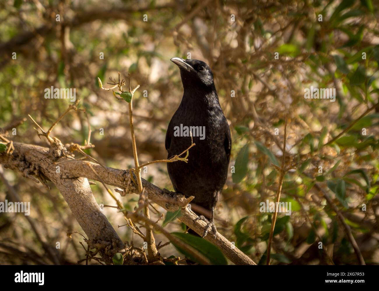 The black bird sitting on the tree in the oasis in the Middle East, Ein ...