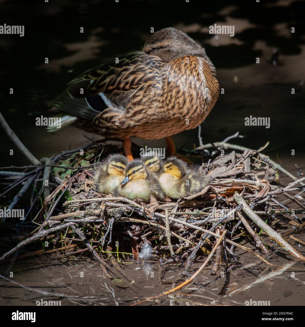 Female brown and chicks hi-res stock photography and images - Alamy