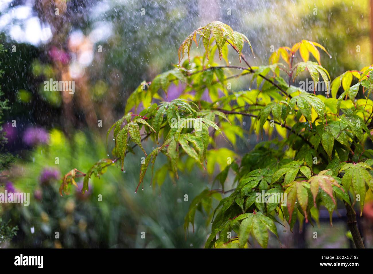 Acer palmatum Osakazuki Japanese Maple Stock Photo - Alamy