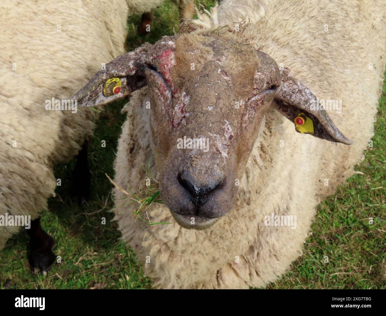Sheep skin disease hi-res stock photography and images - Alamy