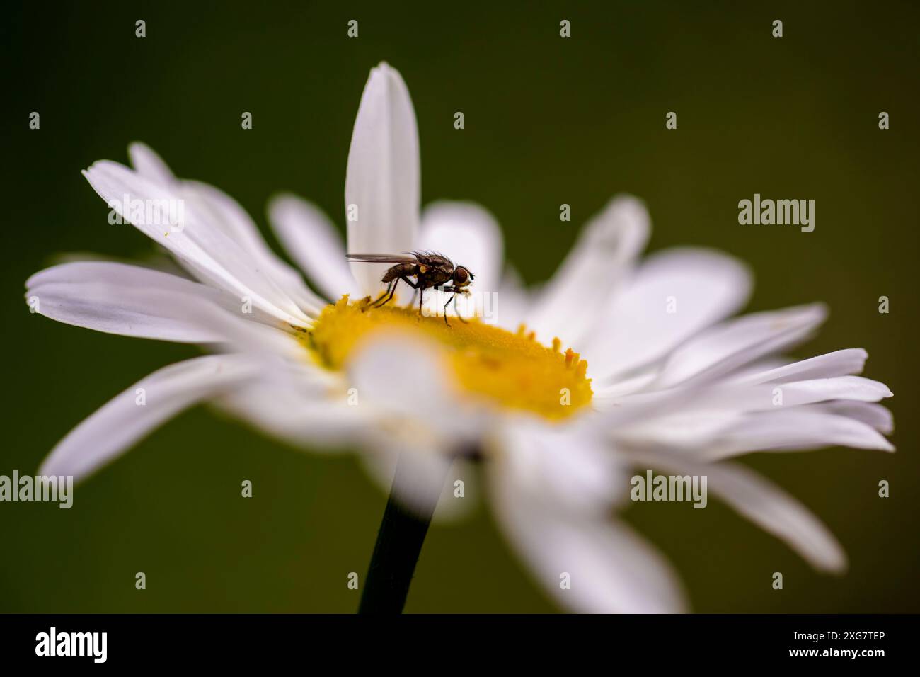Fly on a Oxeye Daisy 'Leucanthemum vulgare' Stock Photo - Alamy