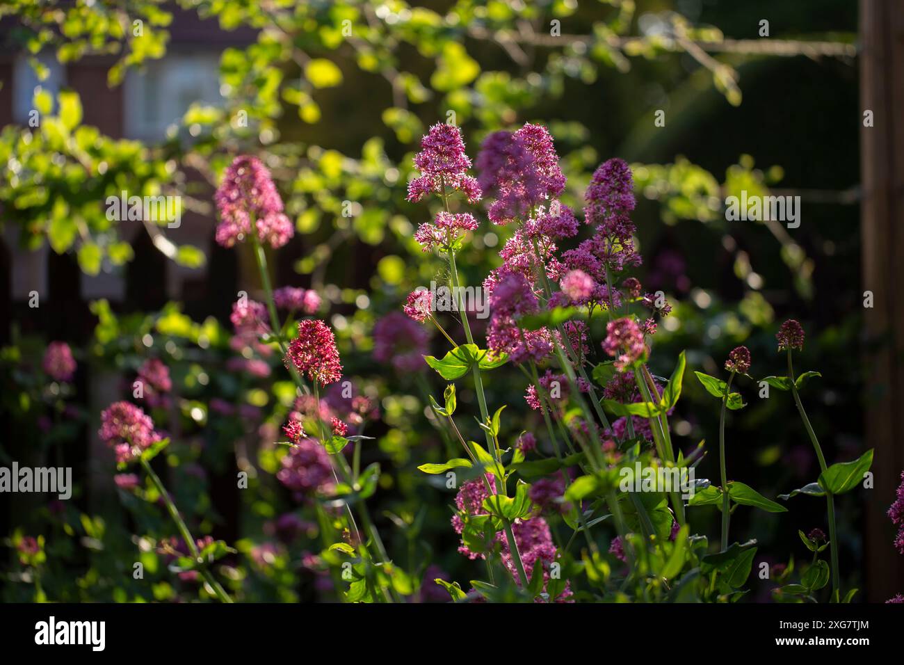 Centranthus ruber.Valeriana rubra, the red valerian, spur valerian ...