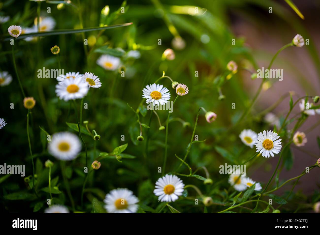 Erigeron karvinskianus, the Mexican fleabane, is a species of daisy ...