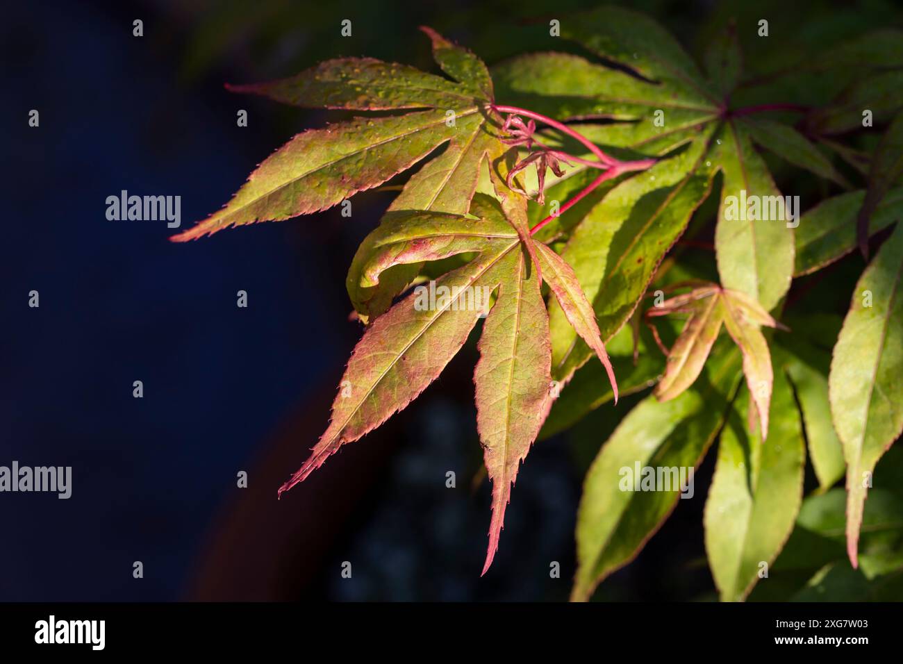 Acer palmatum Osakazuki Japanese Maple Stock Photo - Alamy