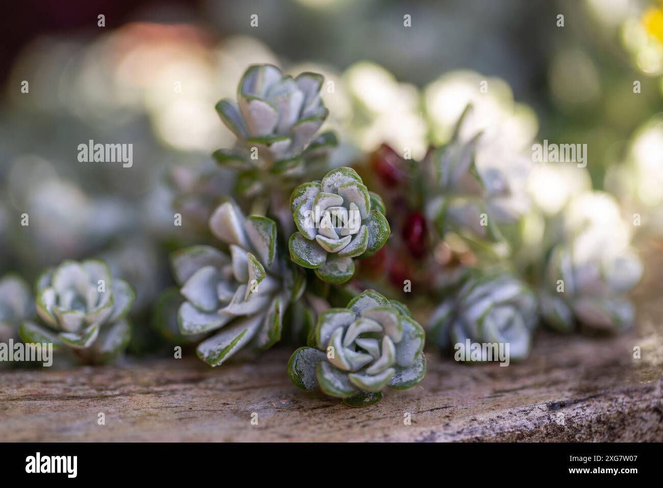 Sedum plant otherwise known as Stonecrop Stock Photo - Alamy