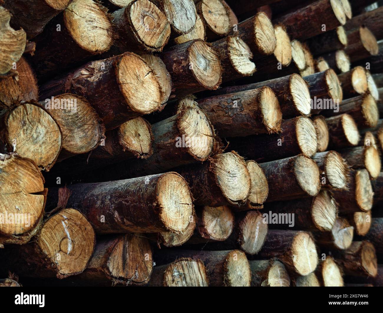 Standing on top of wooden log hi-res stock photography and images - Alamy