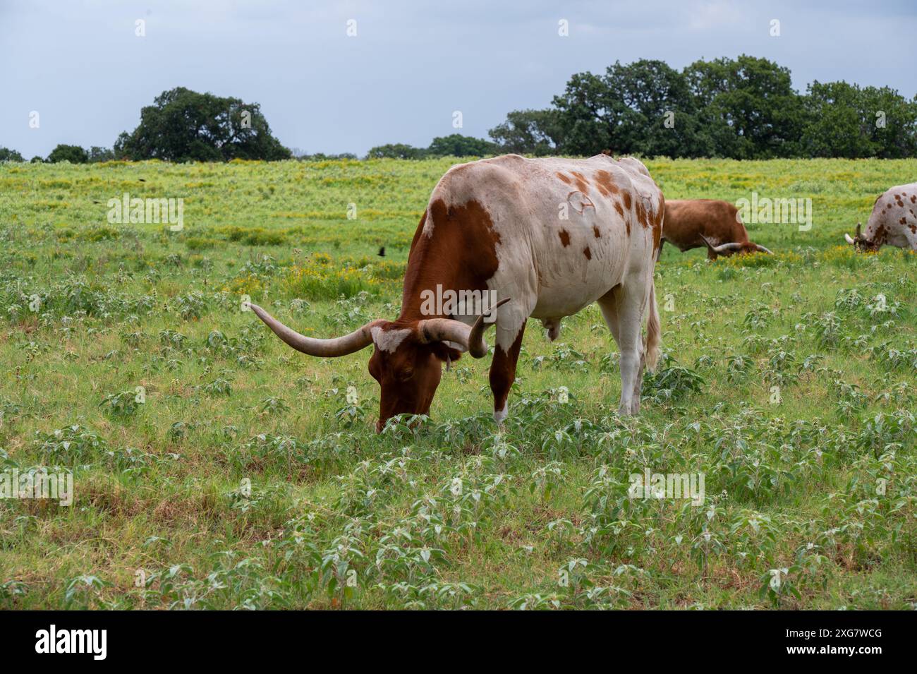 A white Longhorn bull with an orange head and neck, and spots on its ...