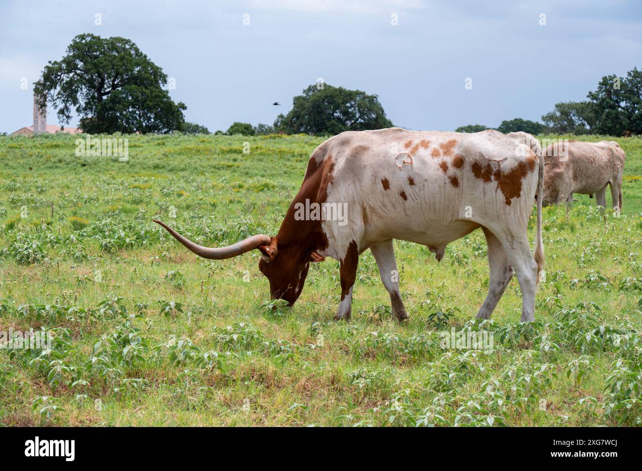 A white Longhorn bull with an orange head and neck, and spots on its ...