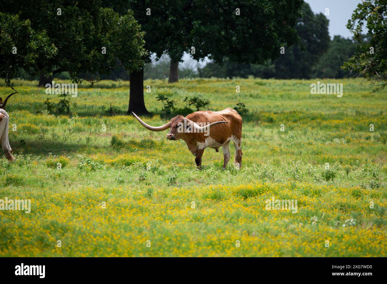 Cattle through trees hi-res stock photography and images - Alamy