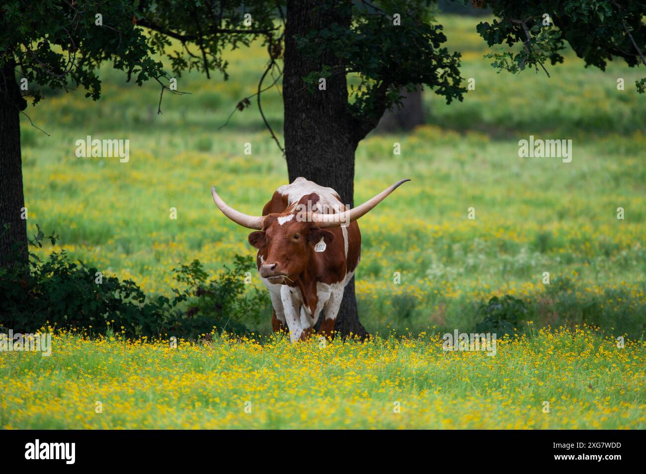 A brown and white Longhorn bull looking out from its shady spot under a ...