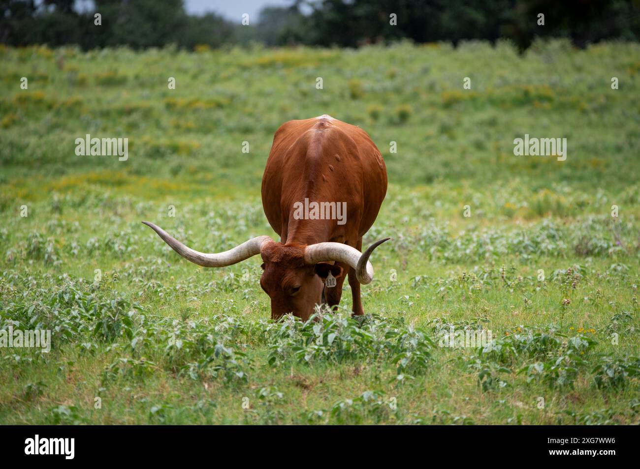 An orange Longhorn bull with long, curved horns grazing on the green ...
