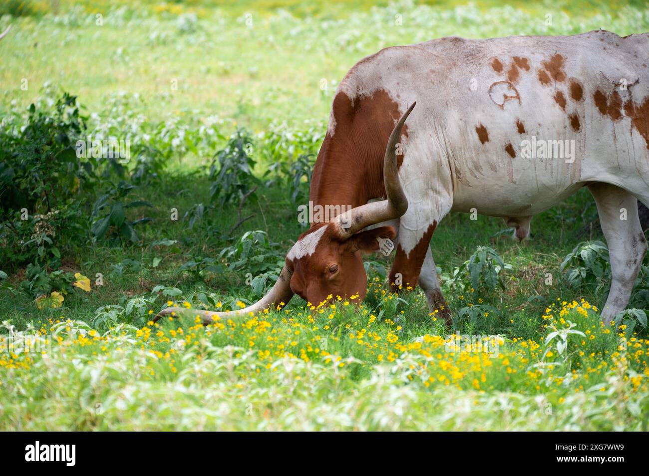 A white Longhorn bull with orange spots grazing on the green grass and ...