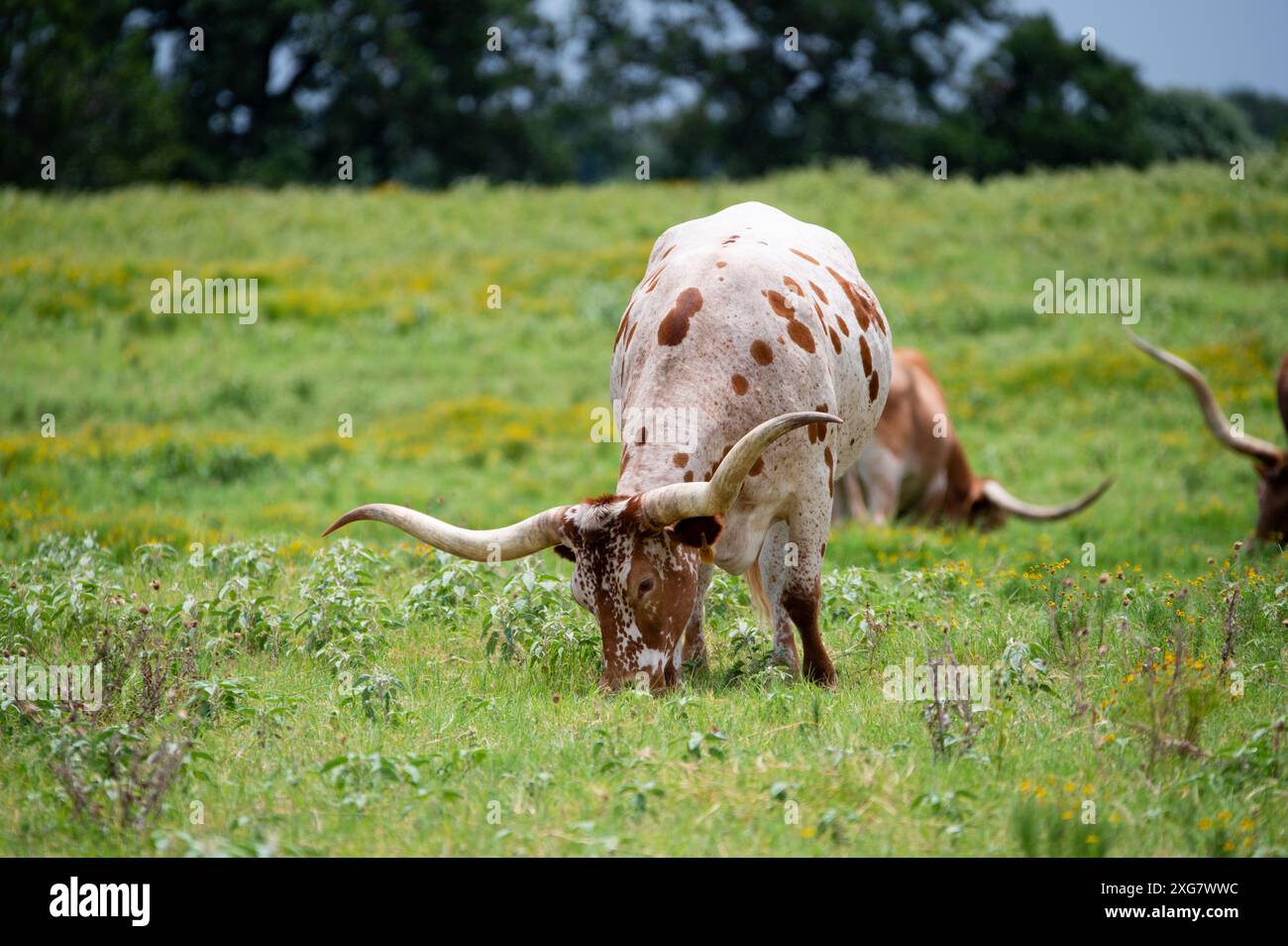 A white Longhorn bull with orange spots grazing on the green grass and ...