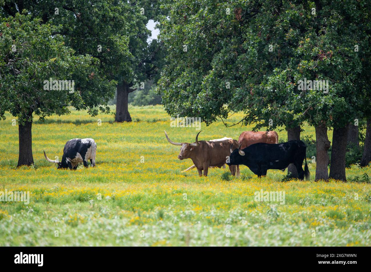 Cattle pasture under trees hi-res stock photography and images - Alamy