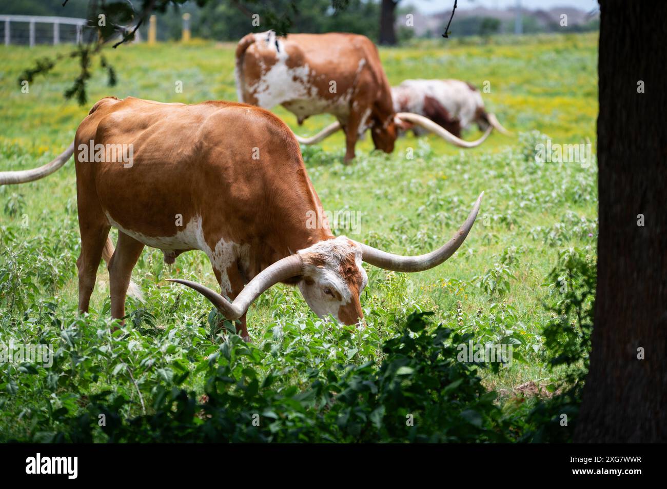 An orange and white Longhorn bull with long, curved horns grazing on ...